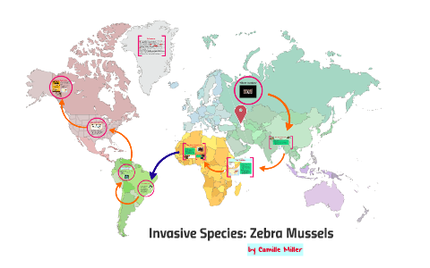 Invasive Species: Zebra Mussels by Camille Miller on Prezi