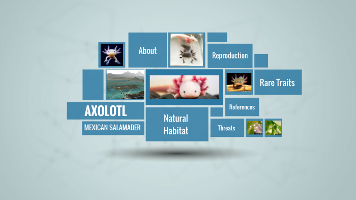 Species Project: Axolotl by Lisa Wisner on Prezi