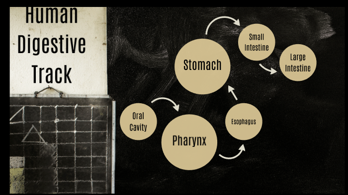 Human digestive track by Isela Ocampo on Prezi