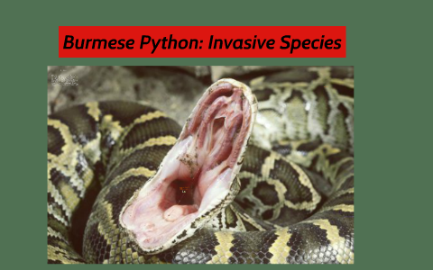 Burmese Python by Alex Drouillard on Prezi