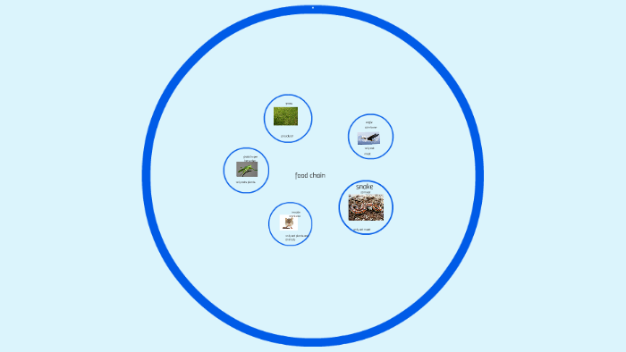 food chain by isaiah cisneros