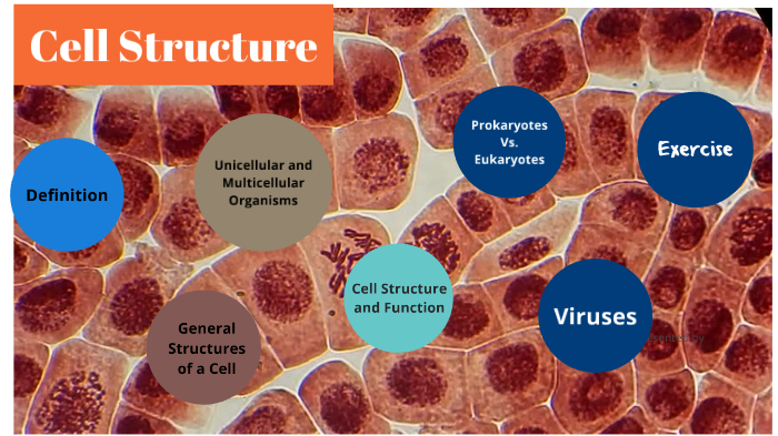 C1- cell structure by rafais razaif on Prezi