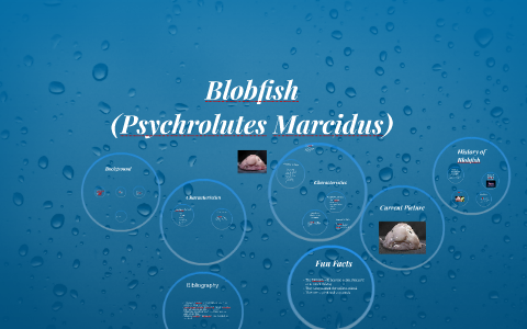 Blobfish (Psychrolutes Marcidus) by Chris Inman on Prezi