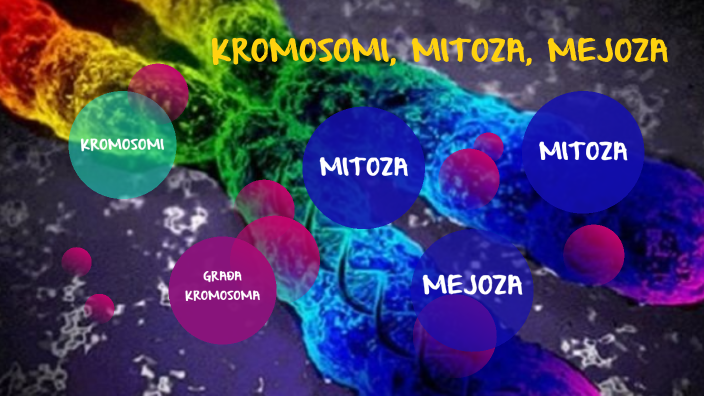 MITOZA I MEJOZA by Dragica Predrijevac on Prezi