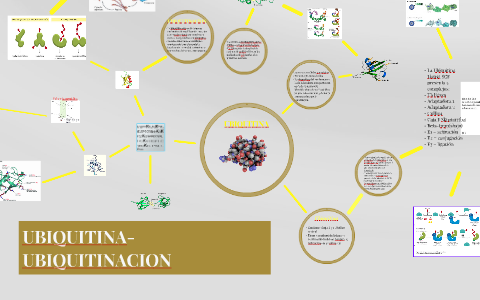 UBIQUITINA by Marcelo De Lama on Prezi