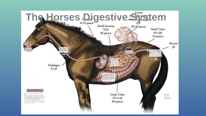 The Horses Digestive System by Mikayla Jay on Prezi