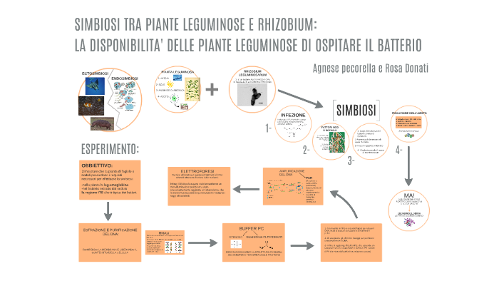 SIMBIOSI TRA PIANTE LEGUMINOSE E RHIZOBIUM: by Rosa Donati on Prezi