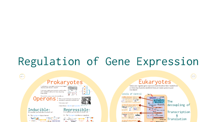 AP Bio - Regulation of Gene Expression by Eric Friberg on Prezi