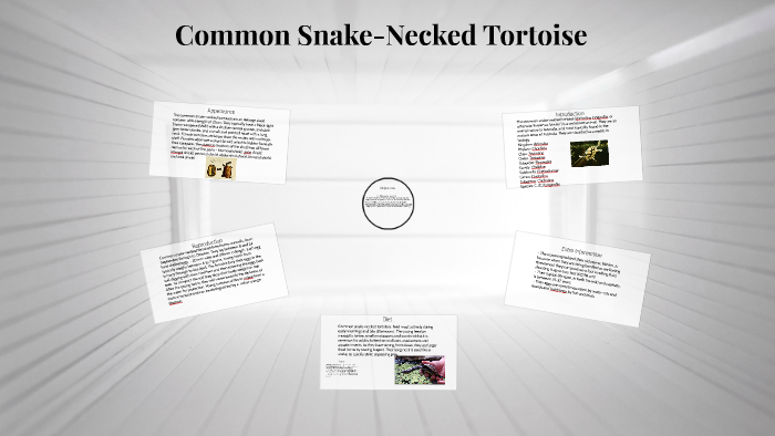 Common Snake-Necked Tortoise by Kate Munday on Prezi