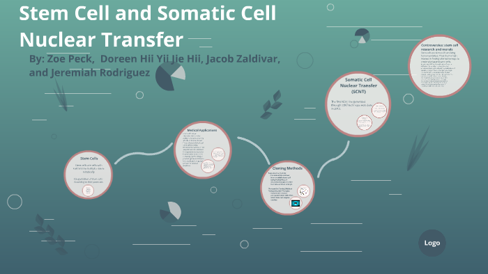 Stem Cell and Somatic Cell Nuclear Transfer by Zoe Peck on Prezi