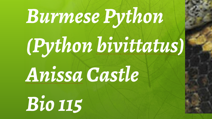 Burmese Python by Anissa Castle on Prezi
