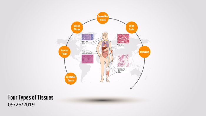 Four Types of Tissues by Jessica Leavy on Prezi