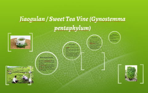 Jiaogulan / Sweet Tea Vine (Gynostemma pentaphylum) by on Prezi