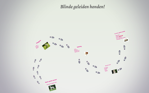 blinde geleiden honden, van pup tot geleide hond! by Bente Gorsse on Prezi