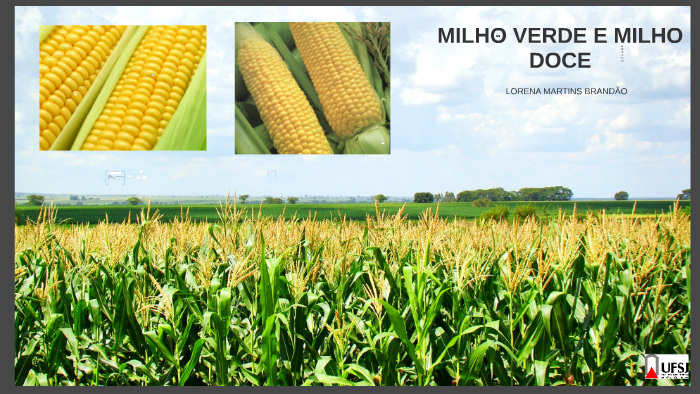 MILHO VERDE E MILHO DOCE by Lorena Brandão on Prezi