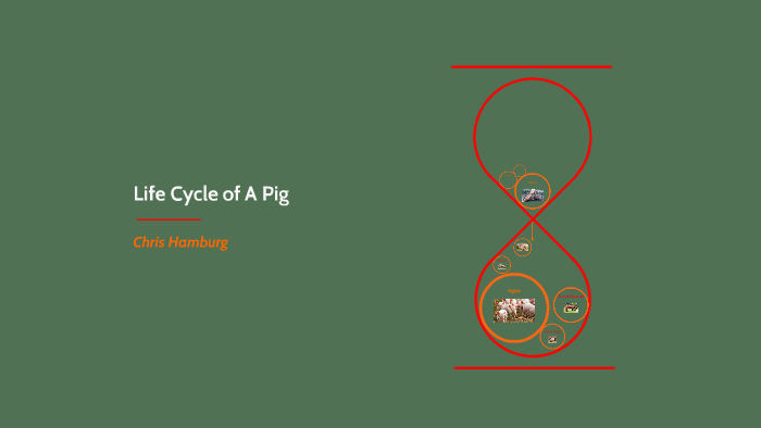 Life Cycle of A Pig by chris hamburg on Prezi