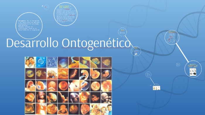 Desarrollo Ontogenetico by Cinthya Trujillo on Prezi
