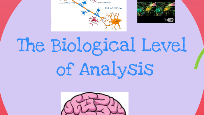IB Psychology - Biological Level of Analysis by Mary Hunter on Prezi
