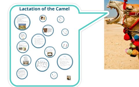 Lactation of the Camel by Erica DeLuca on Prezi