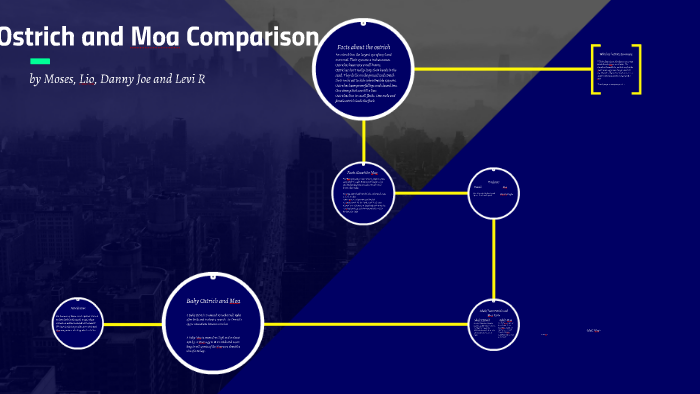 Ostrich and Moa Comparison by Moses Fili on Prezi