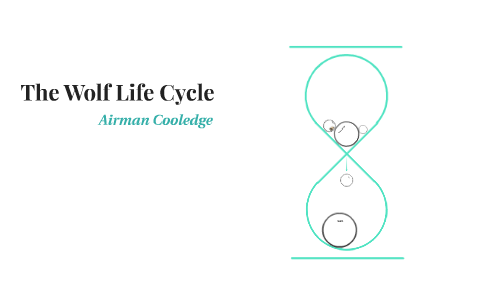 The wolf life cycle by marie james on Prezi