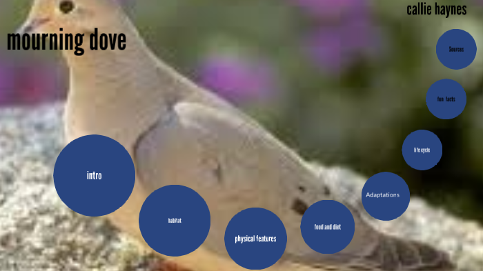 Callie Haynes , Mourning Dove by Callie Haynes on Prezi