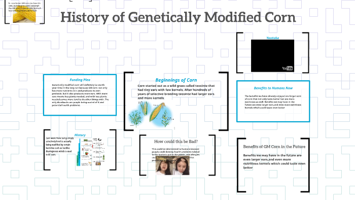 History of Genetically Modified Corn by Big Hoss on Prezi
