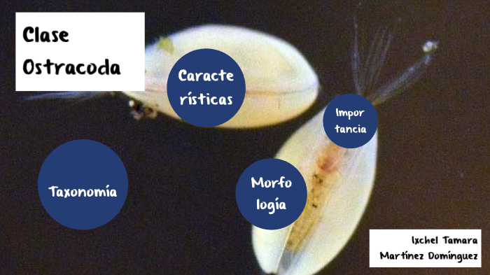 Clase ostracoda by Ixch Mtz on Prezi