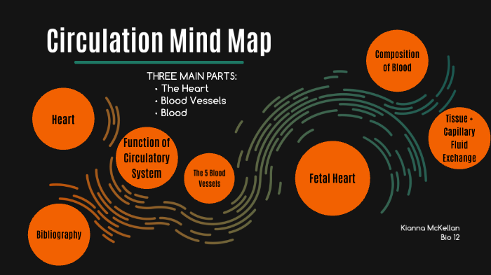 Circulation Mind Map by Kianna McKellan on Prezi