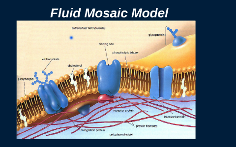 Fluid Mosaic Model by sandy choo on Prezi