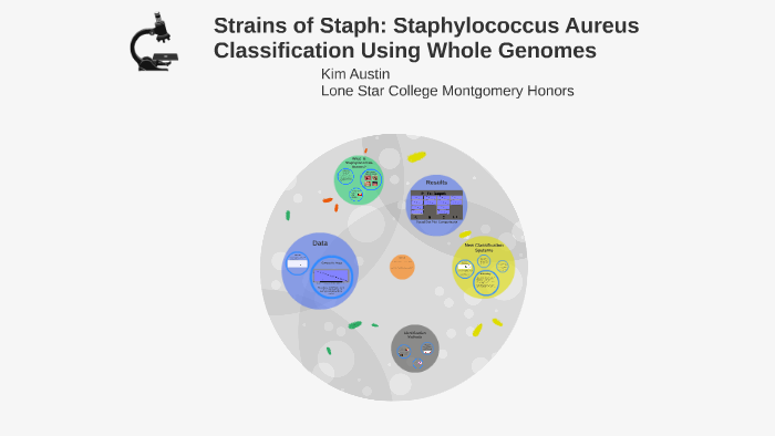 Strains of Staph: Staphylococcus Aureus Classification with by Kim ...