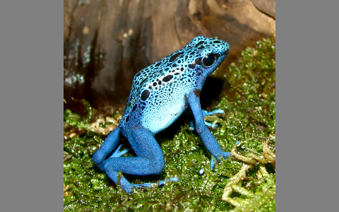 Los animales mas venenosos del mundo by Vero Aviles on Prezi