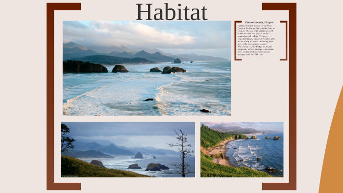 Food Web of Cannon Beach Oregon by Matthew Reile on Prezi
