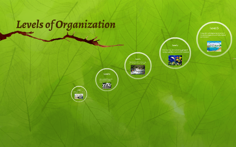 Levels of Organization by Elizabeth Ursino on Prezi