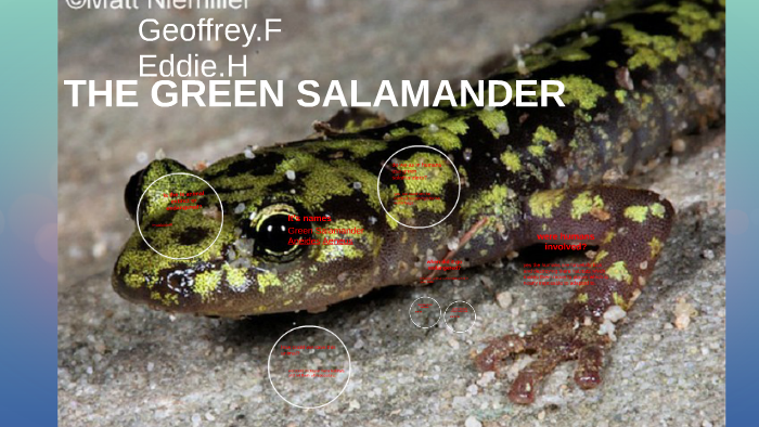 THE GREEN SALAMANDER by Paige Smiley