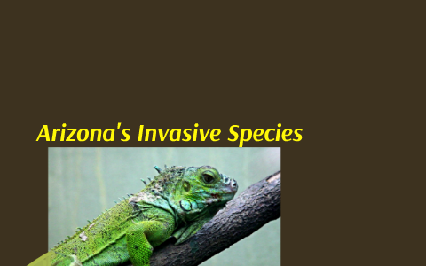 Arizonas Invasive Species by julian malik on Prezi