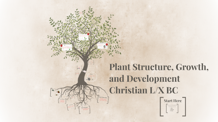 Plant Structure, Growth, & Development by Christian Putra
