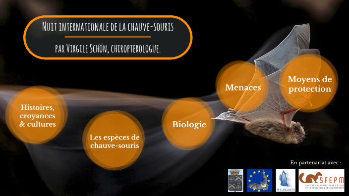 Nuit de la chauve-souris 2022 by Enzo Coadou on Prezi