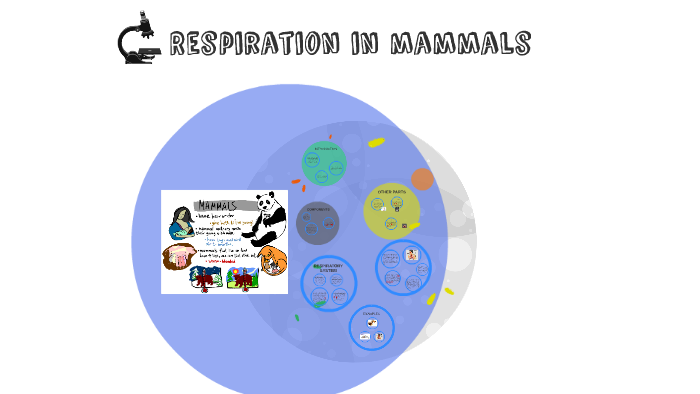 Respiration in mammals by Nancy Morales on Prezi