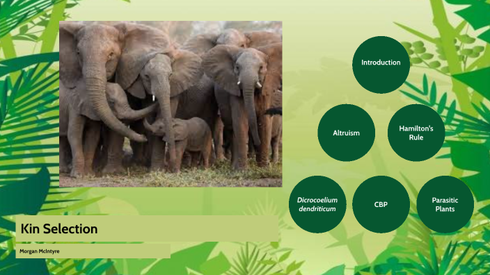 Kin Selection by Morgan McIntyre on Prezi