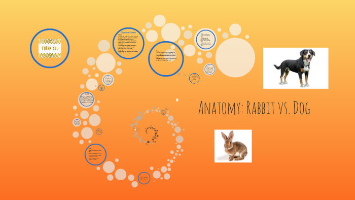Anatomy: Rabbit vs. Dog by Madison Gould on Prezi