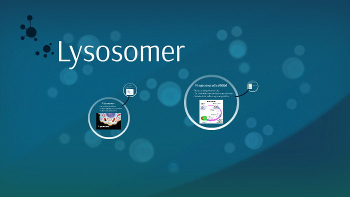 Lysosomer by Sofia Thurfjell on Prezi
