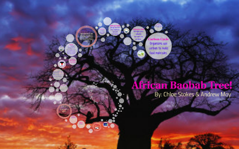 African Baobab Tree by C S on Prezi