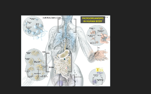 MICROORGANISMS IN HUMAN BODY by Aisha Doszhanova on Prezi
