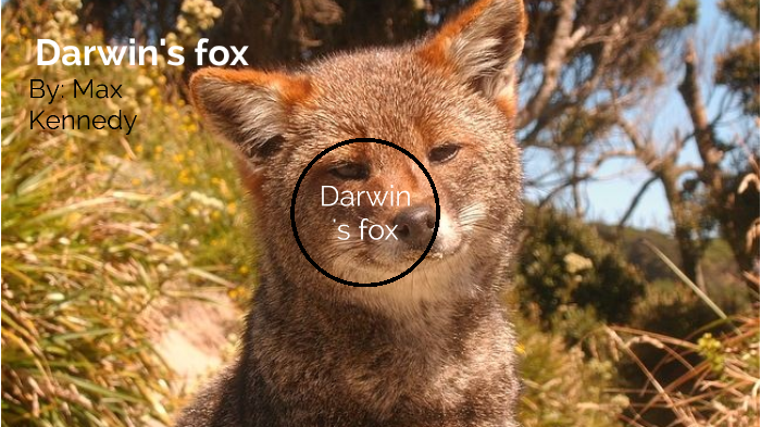 Darwins fox project by Max Kennedy on Prezi
