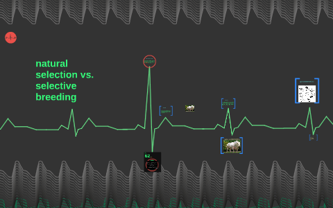 natural selection vs. selective breeding by blake plumb on Prezi