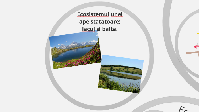 Ecosistemul unei ape statatoare: lacul si balta. by Mara Dobrita on Prezi