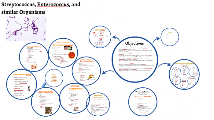 Streptococcus, Enterococcus, and similar Organisms by kimberly klocek ...