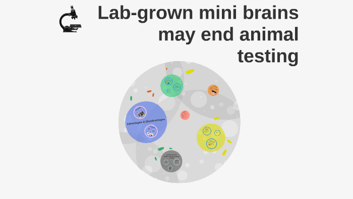 Lab-grown mini brains may end animal testing by Florence Kevers on Prezi