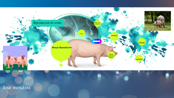 REPRODUCCION EN CERDOS by jose mendoza on Prezi